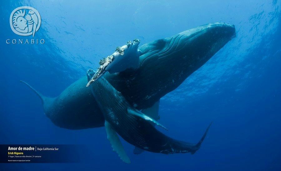 Increíbles fotografías de la biodiversidad mexicana, una de las más ...