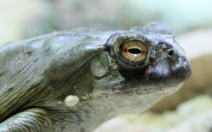 La terrorífica experiencia fumando veneno de sapo (5-MeO-DMT) del ...