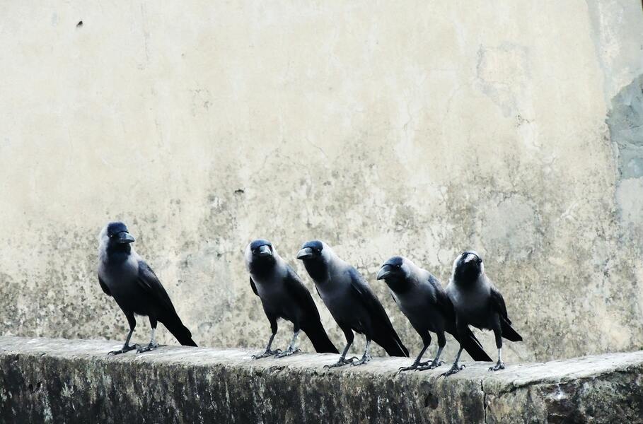 Estas pruebas muestran la gran inteligencia de los cuervos