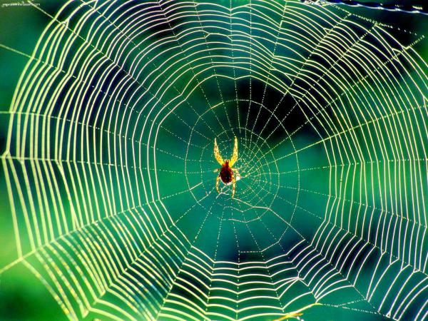 Arañas en microdosis de LSD construyen telarañas más simétricas; gatos alucinan y se aterran ...