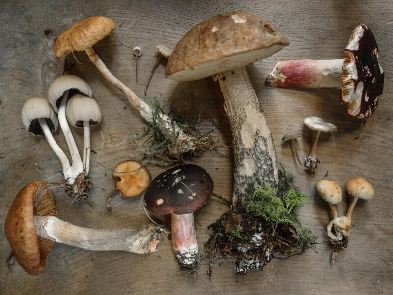 'Fantastic fungi': el documental sobre el potencial que tienen los ...