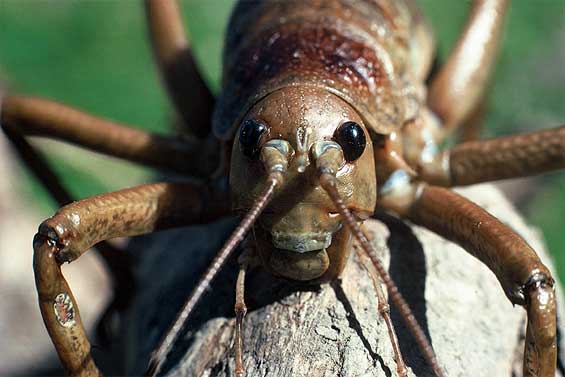 Weta, el insecto más grande del mundo