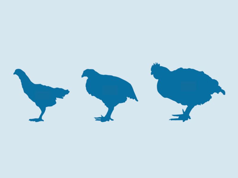 Así es como el peso de los pollos criados masivamente ha aumentado en ...