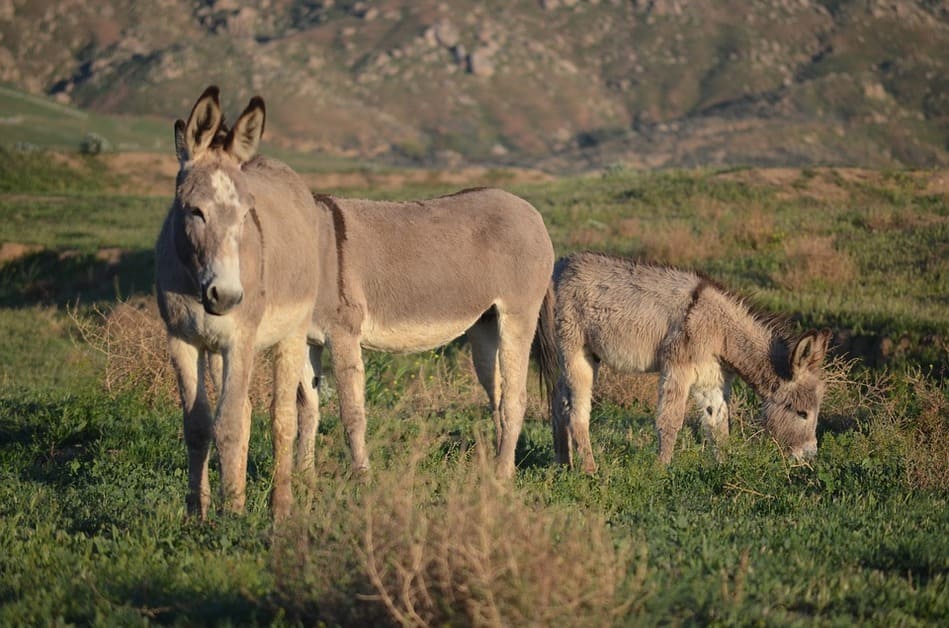 El burro mexicano, un maravilloso animal doméstico en peligro de extinción