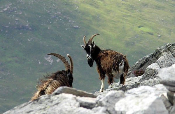 Cabras al monte: desafiantes escaladoras de precipicios