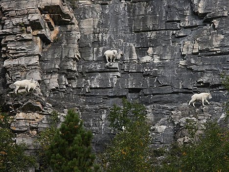 Cabras al monte: desafiantes escaladoras de precipicios