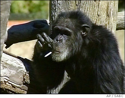 Muere Charlie, el chimpancé que fumaba tabaco