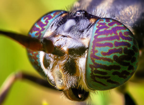 Micromirada macropsicodélica: Top 10 imágenes de ojos de insectos