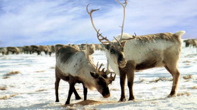 Animales mágicos: Los renos son los únicos mamíferos capaces de ver luz ...