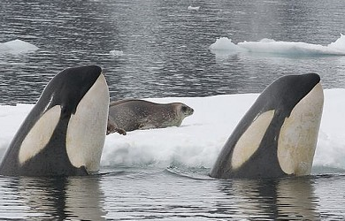 Orcas trabajan juntas haciendo olas letales para cazar focas (VIDEO)