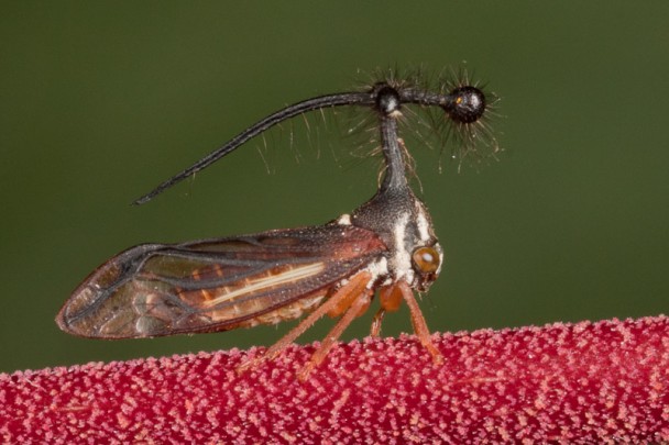 Surrealismo natural: el insecto más raro del mundo (FOTOS)