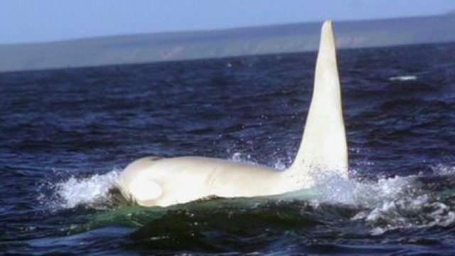 Captan en video por primera vez a una orca albina
